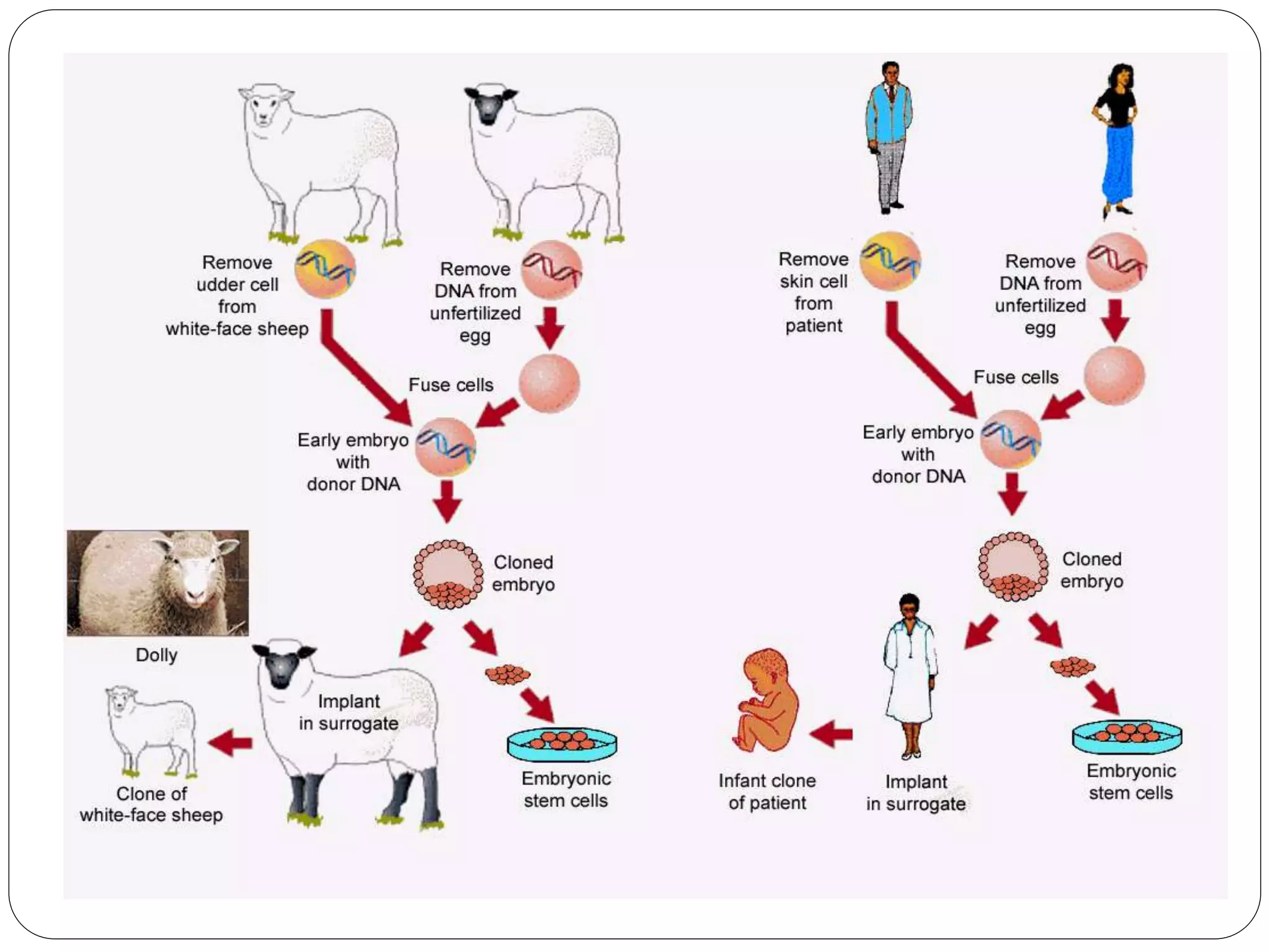 Clonal selection theory | PPTX