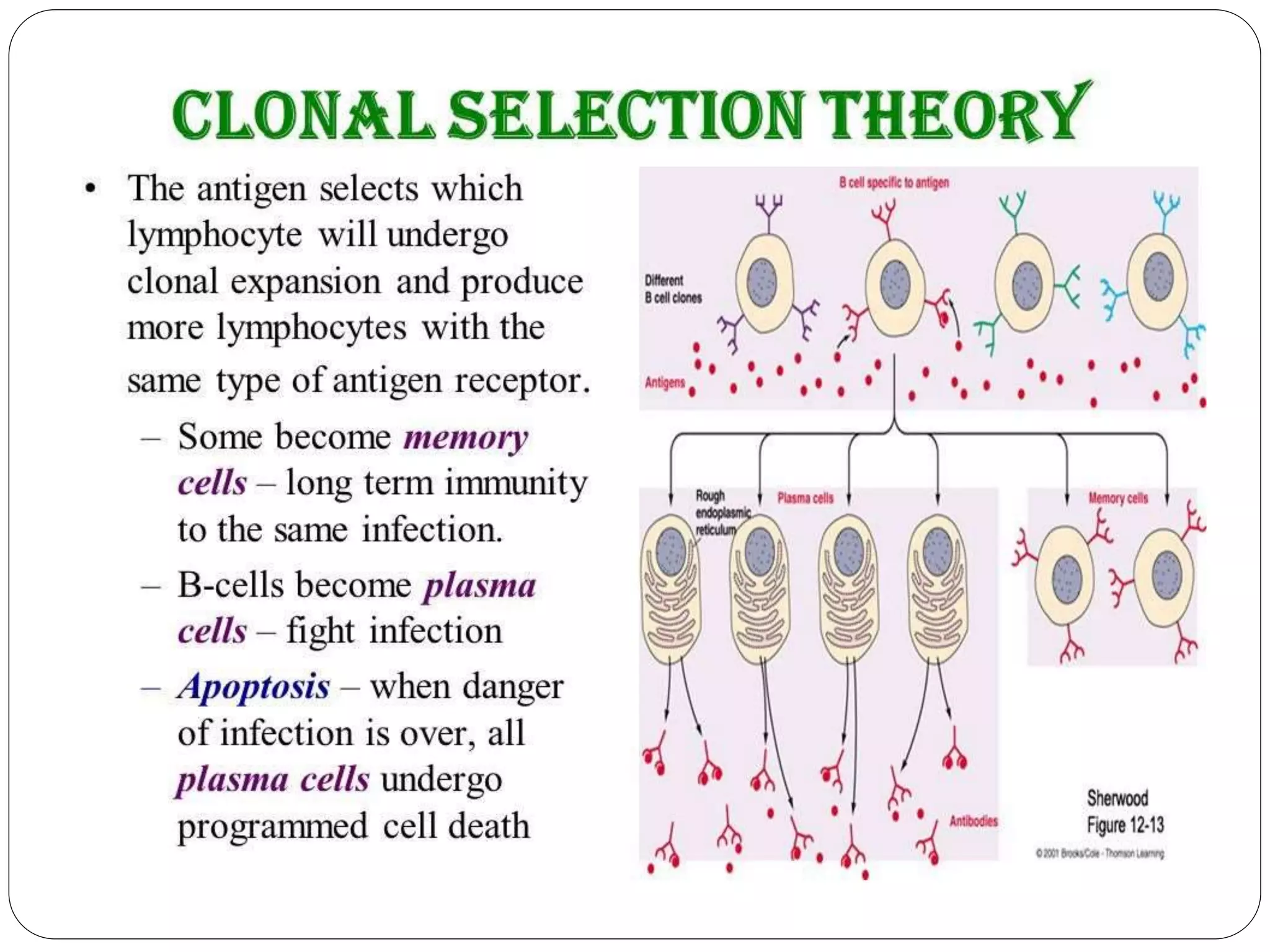 Clonal selection theory | PPTX