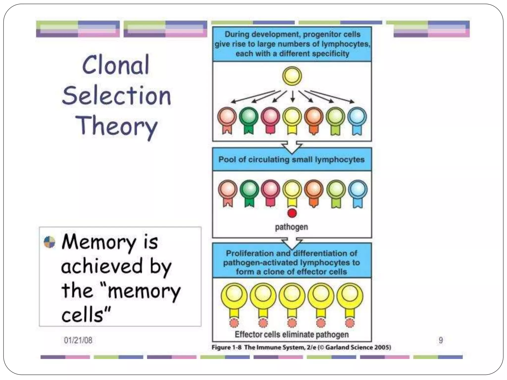 Clonal selection theory | PPTX