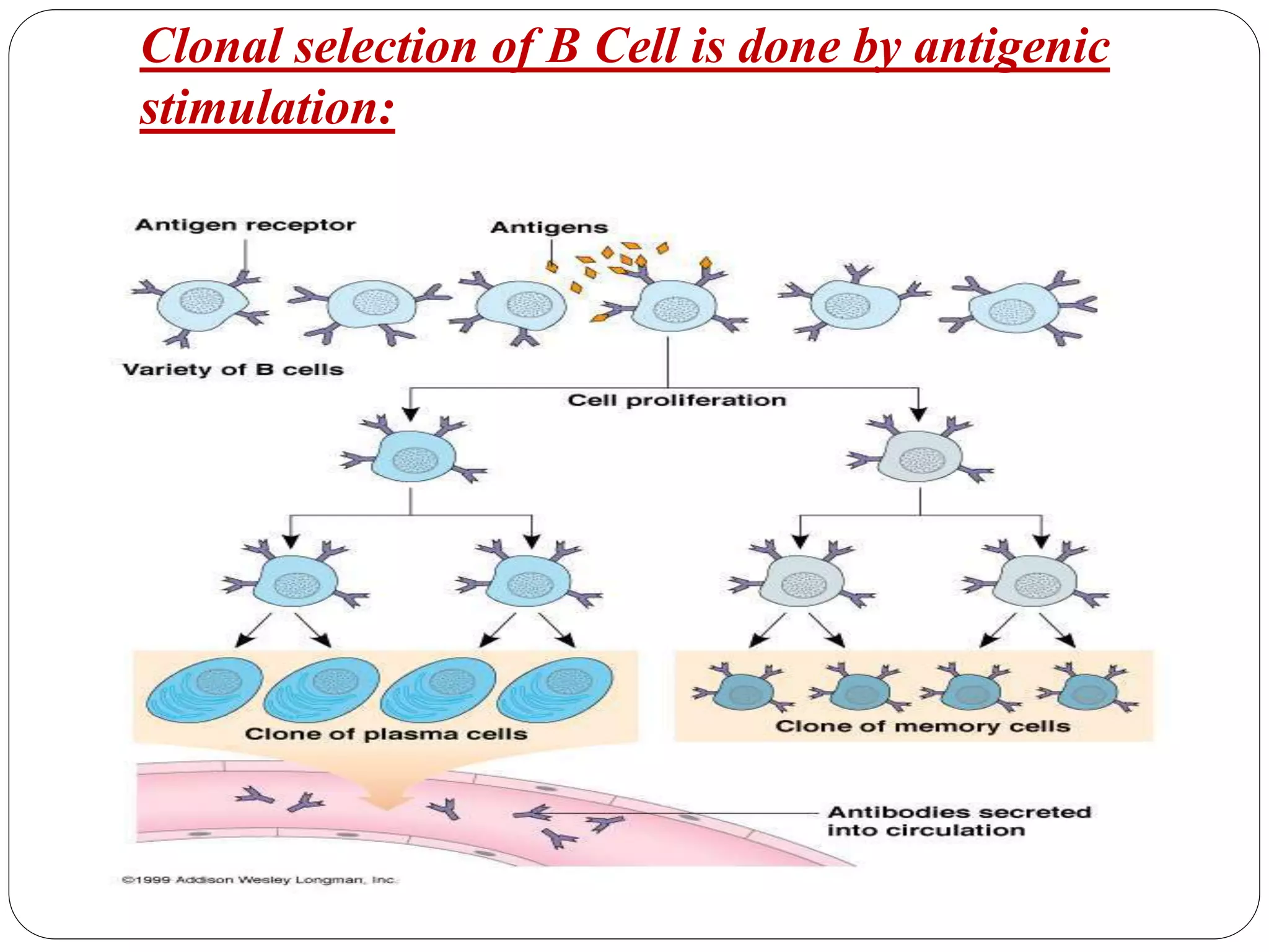 Clonal Selection Theory Pptx Genetics Science