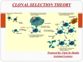 Clonal selection theory | PPTX