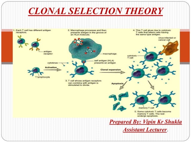 Clonal selection theory | PPTX | Genetics | Science