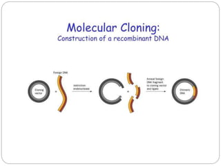 Clonal selection theory | PPTX