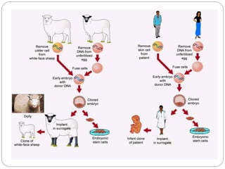 Clonal selection theory | PPTX