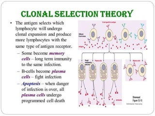 Clonal selection theory | PPTX