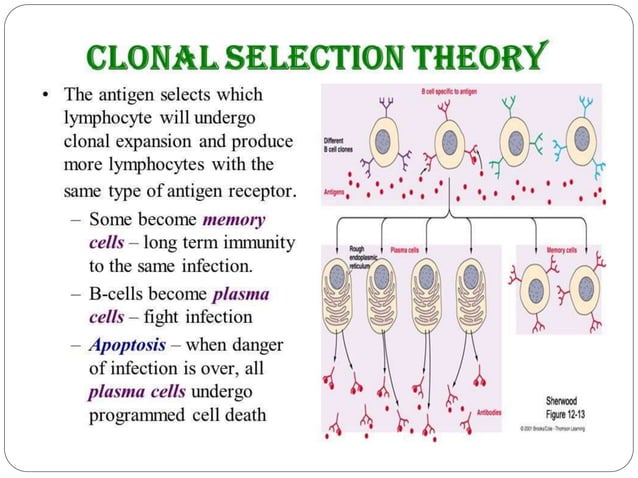 Clonal selection theory | PPTX | Genetics | Science