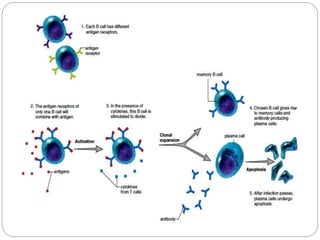 Clonal selection theory | PPTX