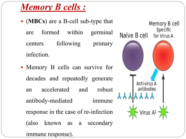 Clonal selection theory | PPTX | Genetics | Science