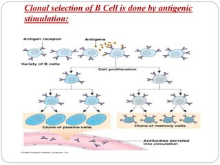 Clonal selection theory | PPTX