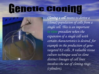 cloning | PPT