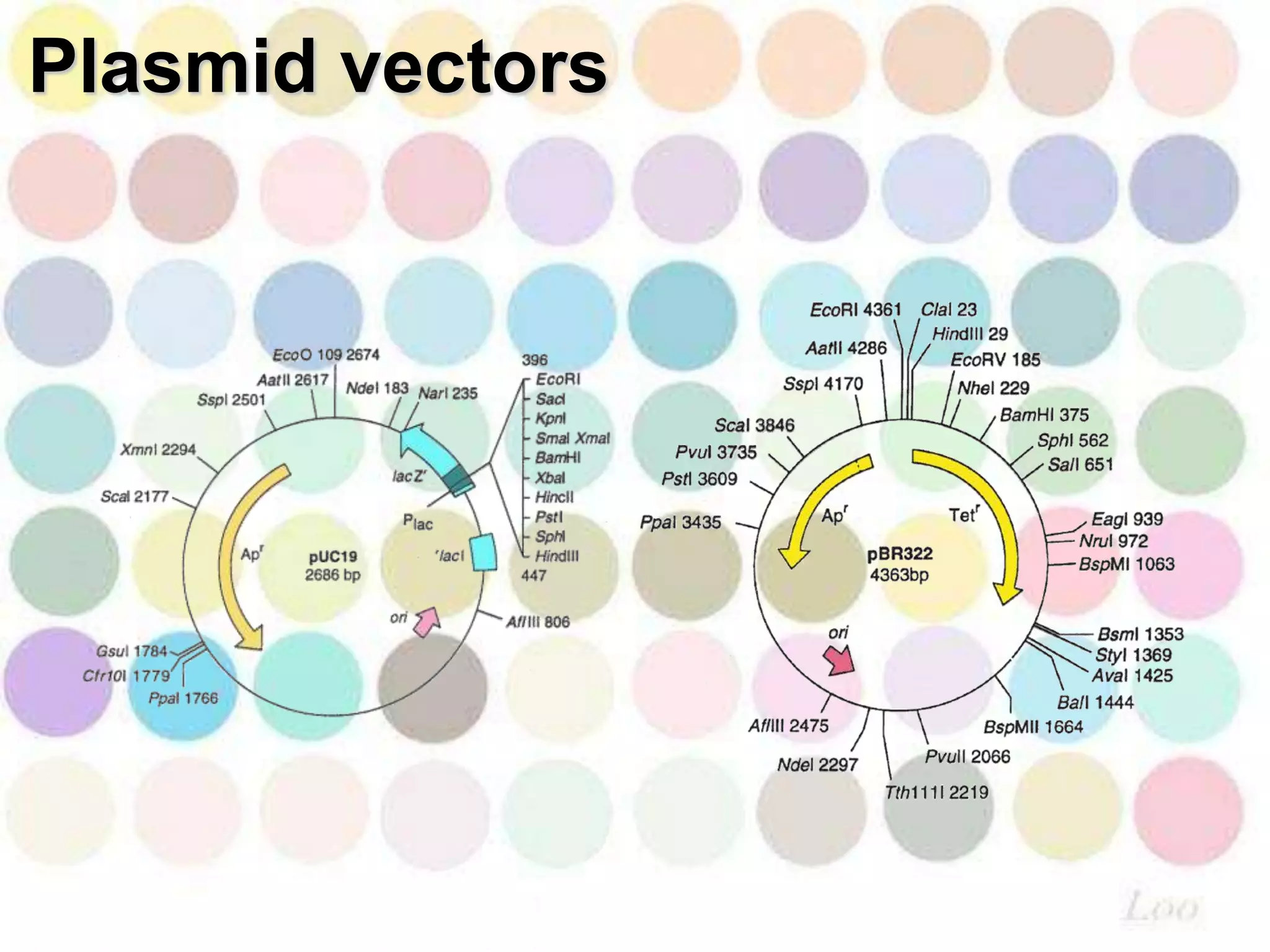 Cloning by bacterial plasmids | PPTX