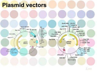 Cloning by bacterial plasmids | PPTX