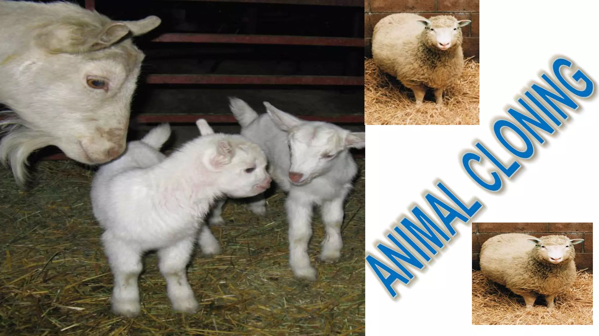 Cloning, Animal cloning, clone | PPTX