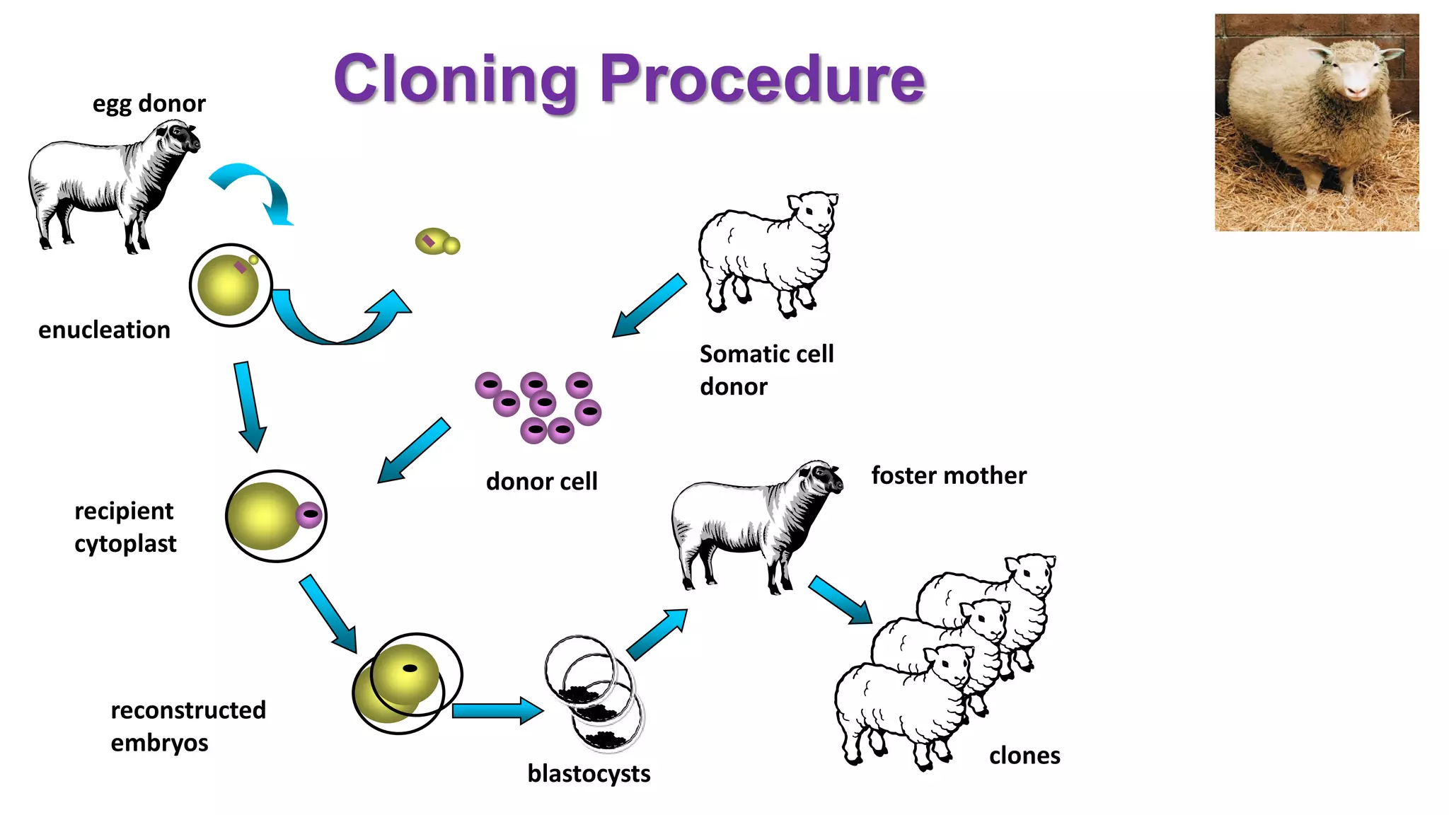 Cloning, Animal cloning, clone | PPTX