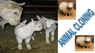 Cloning, Animal cloning, clone | PPTX