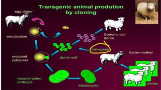 Cloning, Animal cloning, clone | PPTX