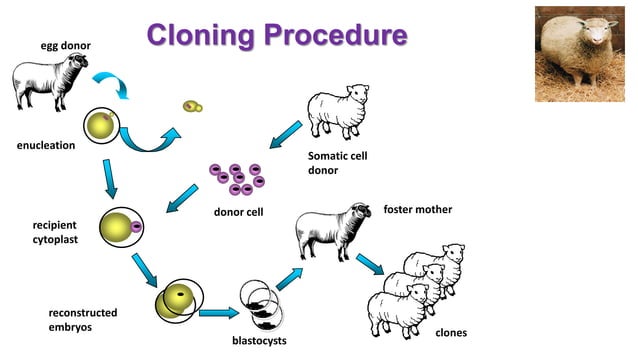 Cloning, Animal cloning, clone | PPTX | Reproductive Health | Diseases ...