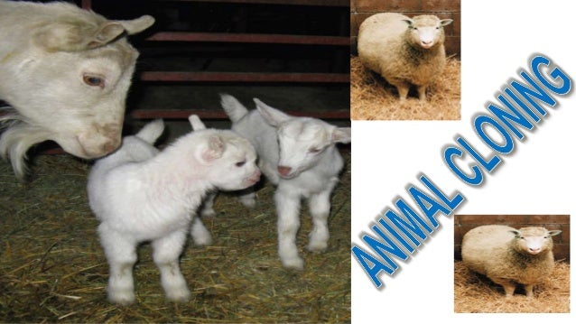 Cloning, Animal cloning, clone