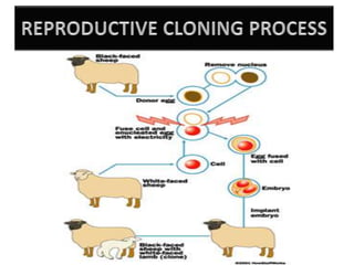 Cloning | PPT