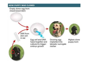 Snuppy The Cloned Dog
