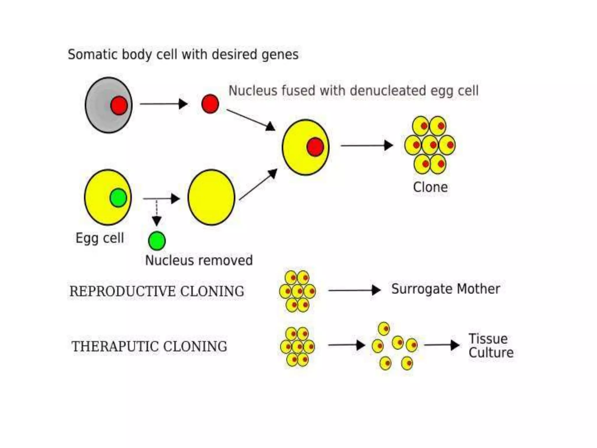 Cloning | PPTX