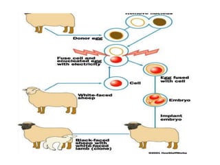 Cloning Animals Diagram