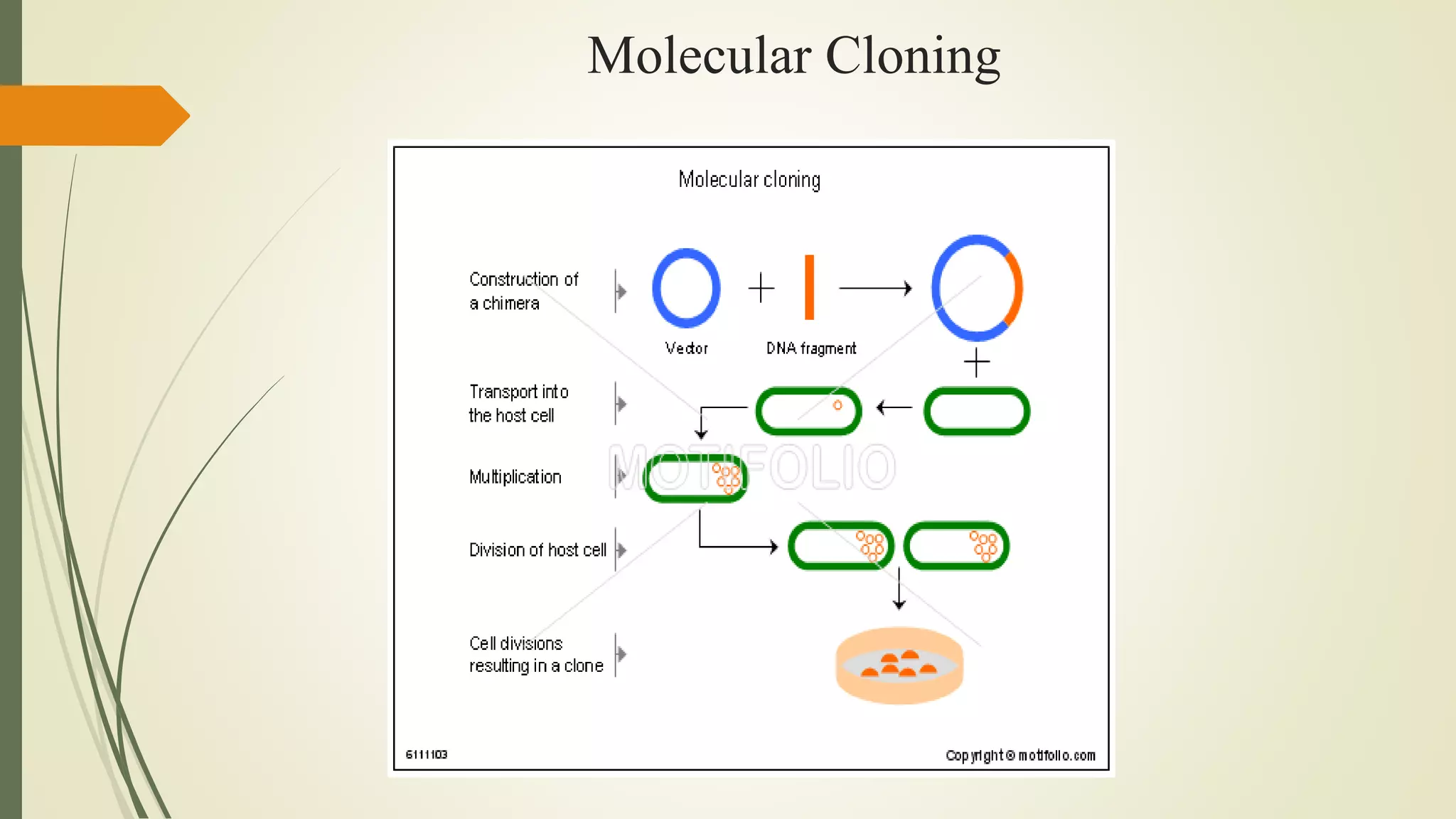 Cloning | PPT