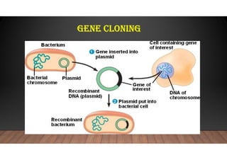 Cloning | PDF
