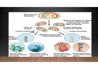 Cloning | PDF | Biological Sciences | Science