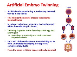 Artificial Embryo Twinning Process
