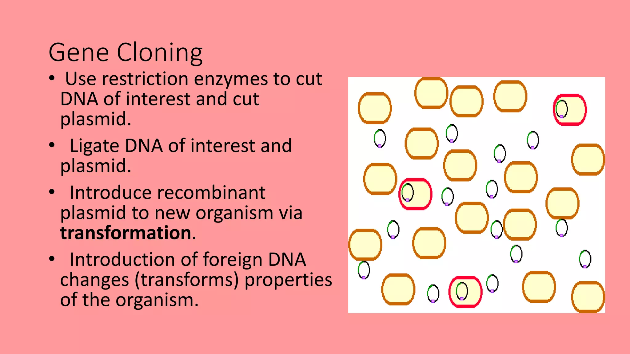 Cloning.ppt