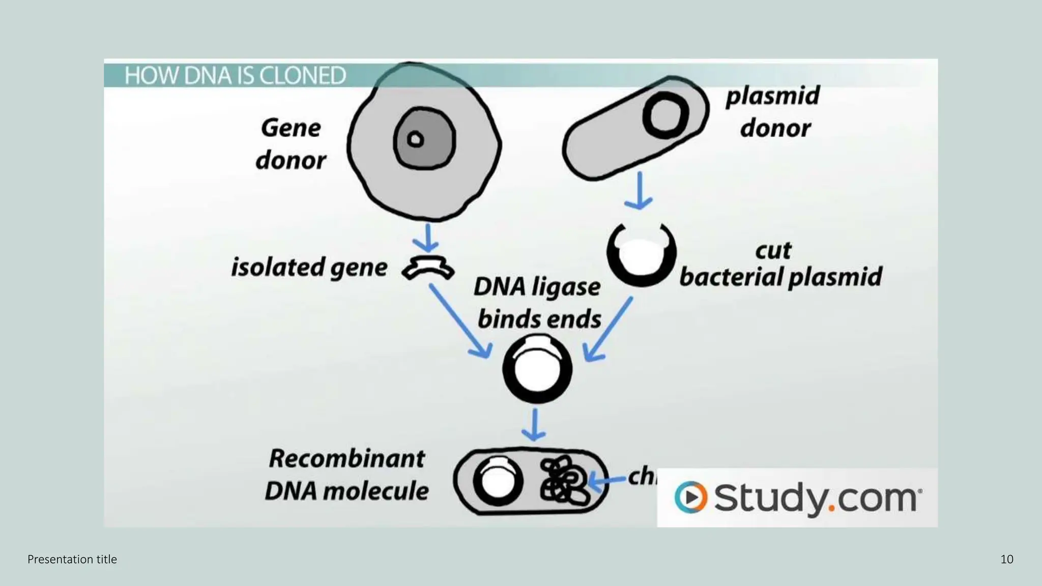 CLONING ..pptxf ggggggggggggggggggggggggggg | PPTX