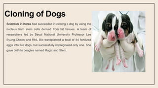 Cloning- Unlocking the Secrets of Genetic Replication - Cloning ...