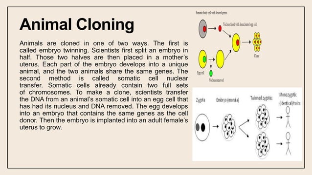 Cloning- Unlocking the Secrets of Genetic Replication - Cloning ...