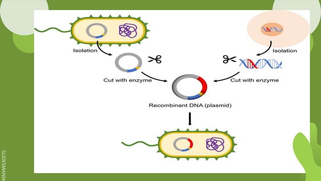 agricultural biotechnology-DNA Cloning-gabutero.pptx