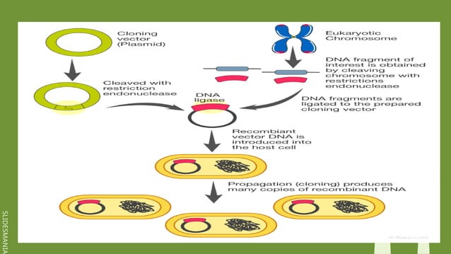 agricultural biotechnology-DNA Cloning-gabutero.pptx