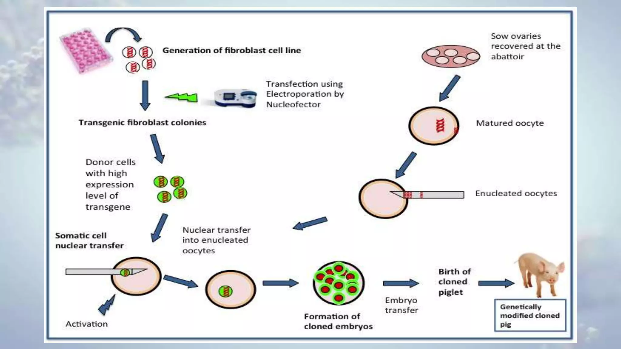 Cloning, types and challenges | PPTX