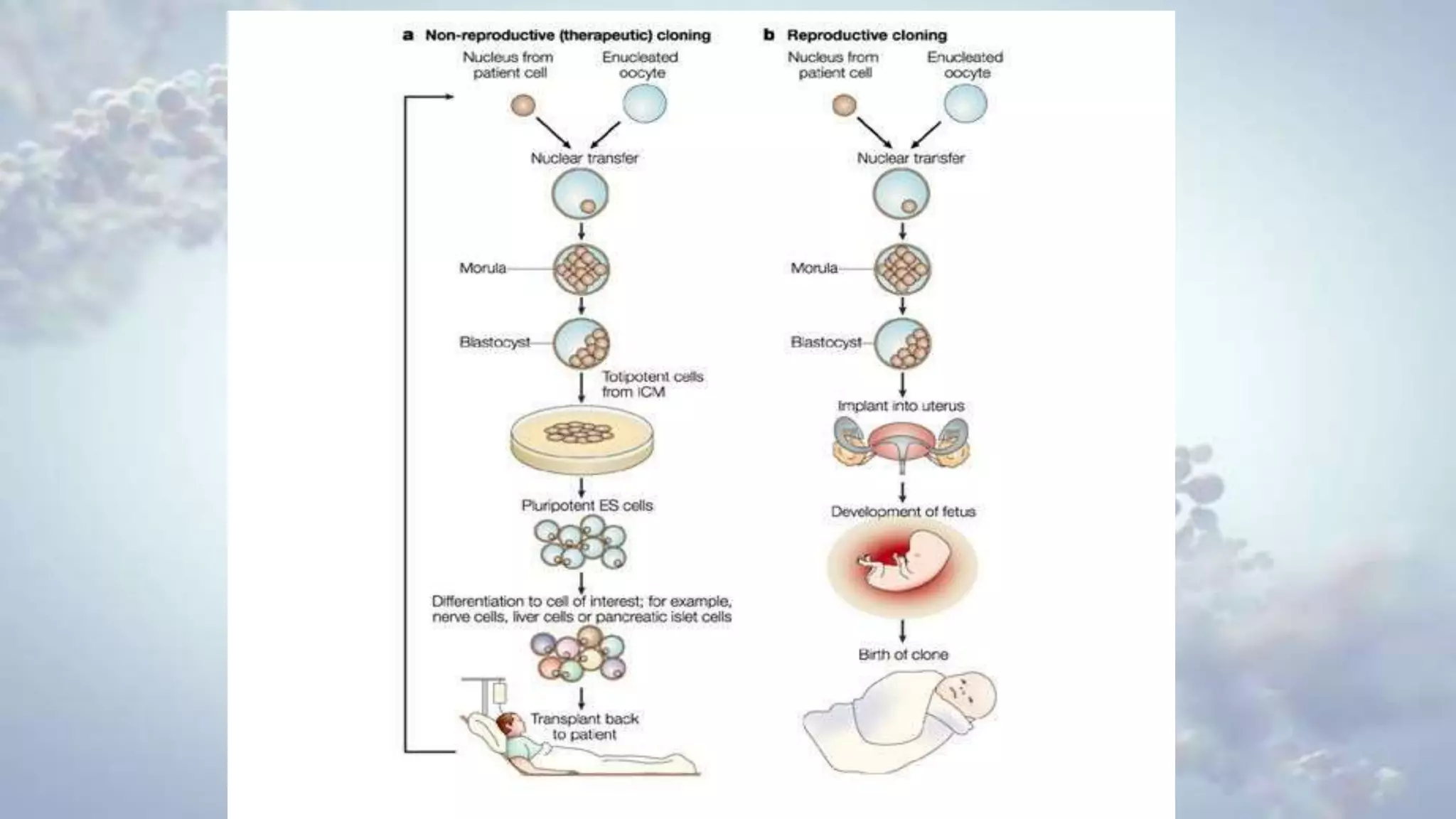 Cloning, types and challenges | PPTX
