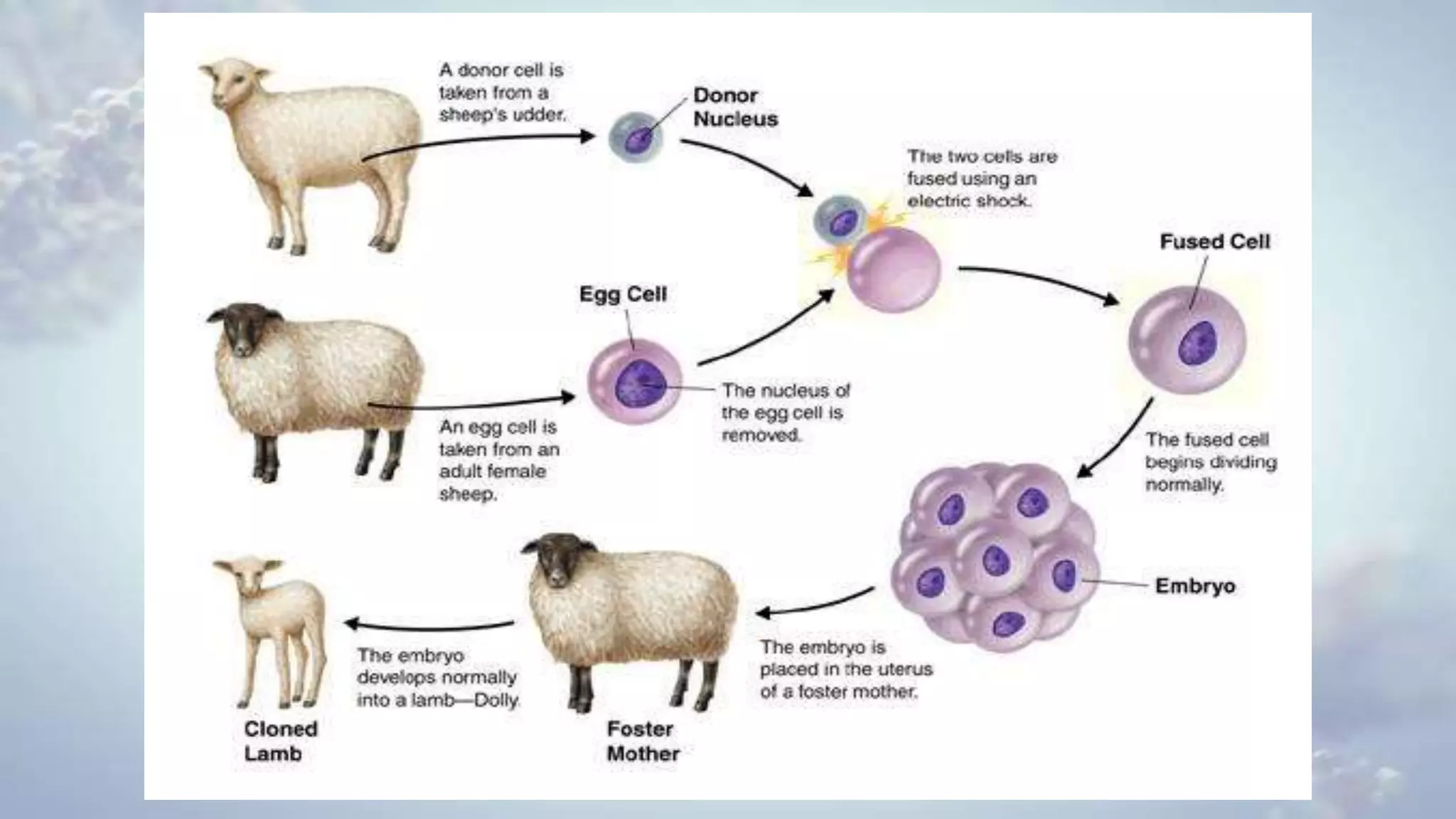 Cloning, types and challenges | PPTX