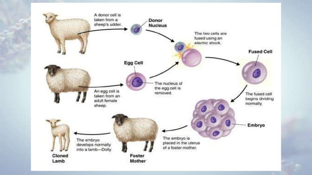Cloning, types and challenges | PPTX