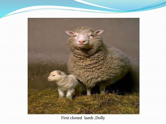 Cloning and bioethics | PPTX