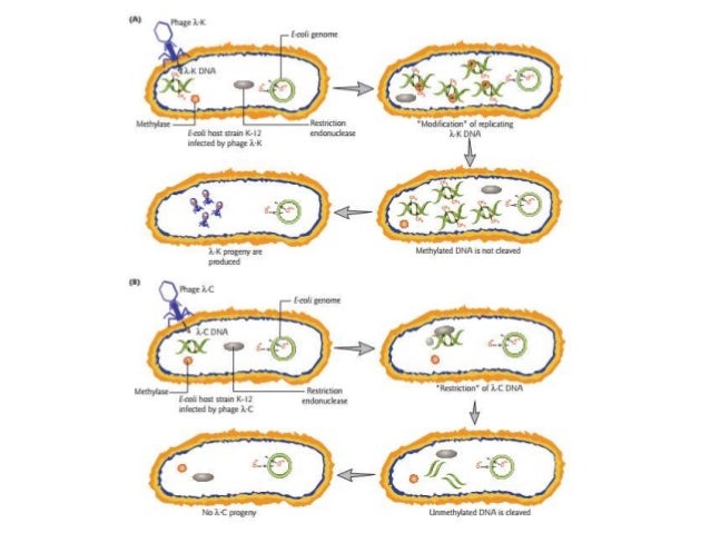 Cloning and expression vectors