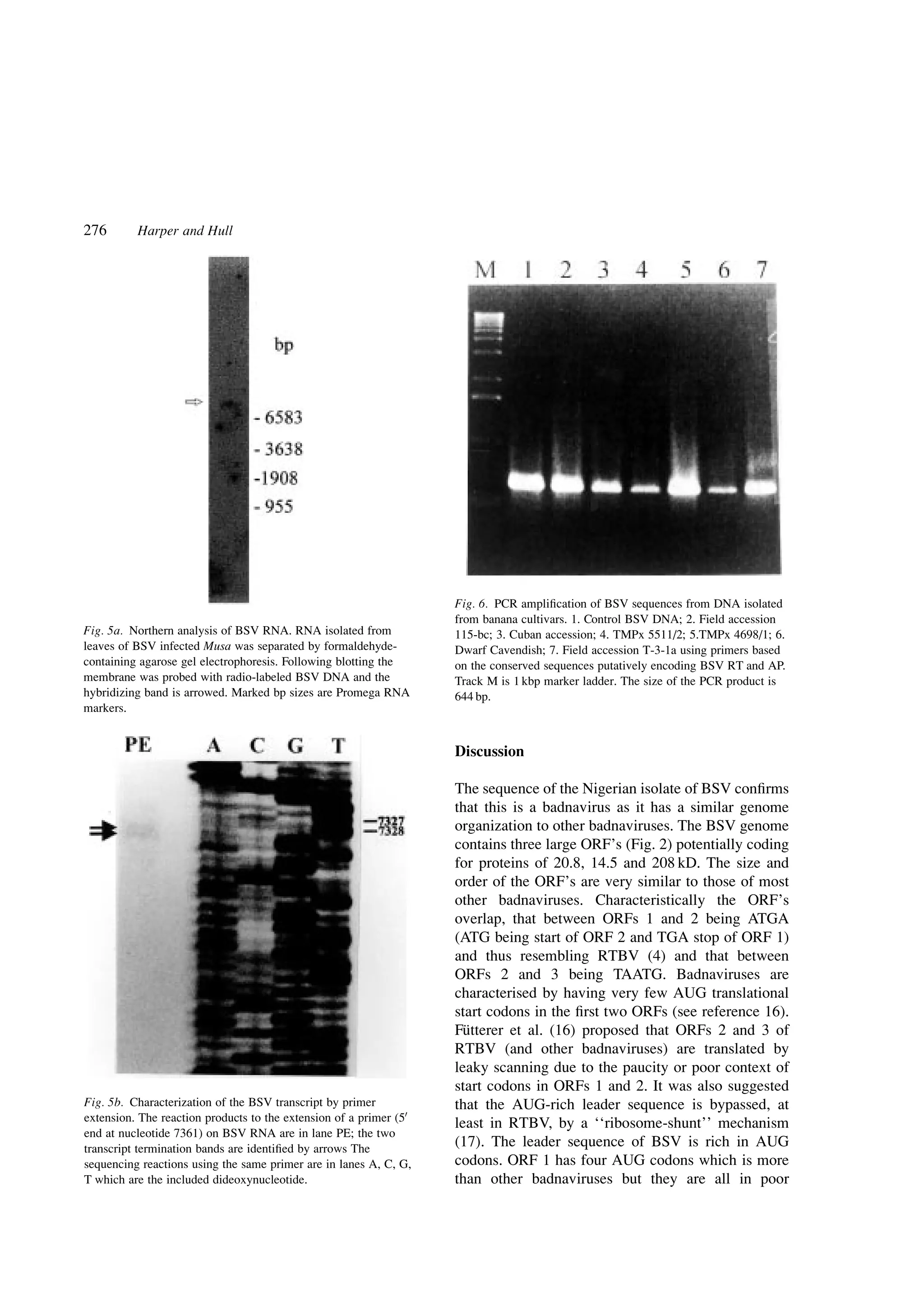 Cloning and sequence analysis of banana streak virus dna. harper 1998 | PDF