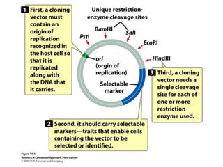 cloning and transformation.ppt