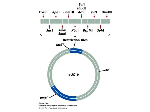 cloning and transformation.ppt | Biological Sciences | Science