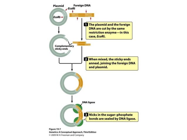 cloning and transformation.ppt | Biological Sciences | Science
