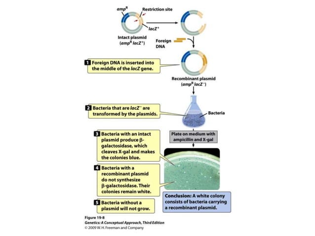 cloning and transformation.ppt | Biological Sciences | Science