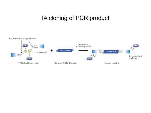 cloning and transformation.ppt | Biological Sciences | Science