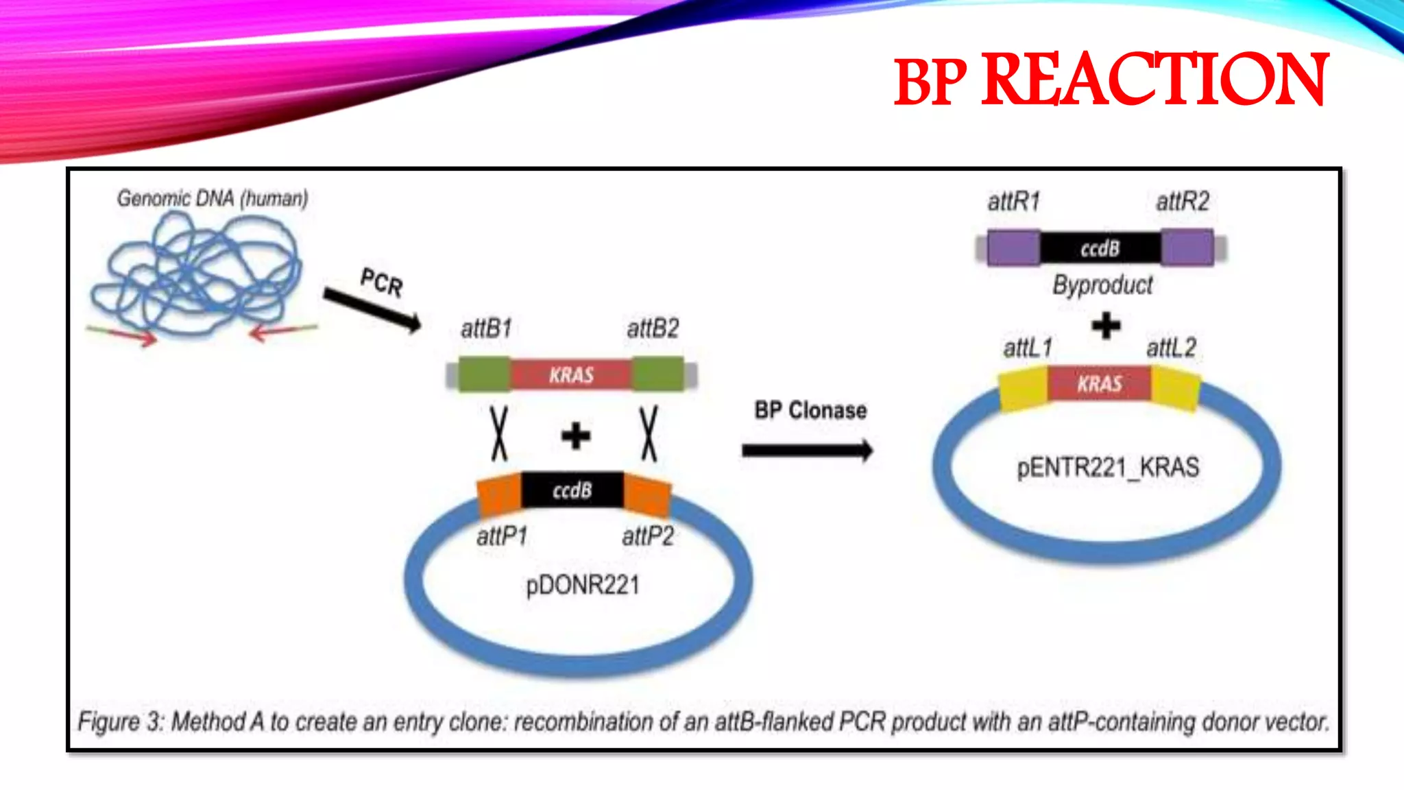 Cloning and types of cloning | PPTX