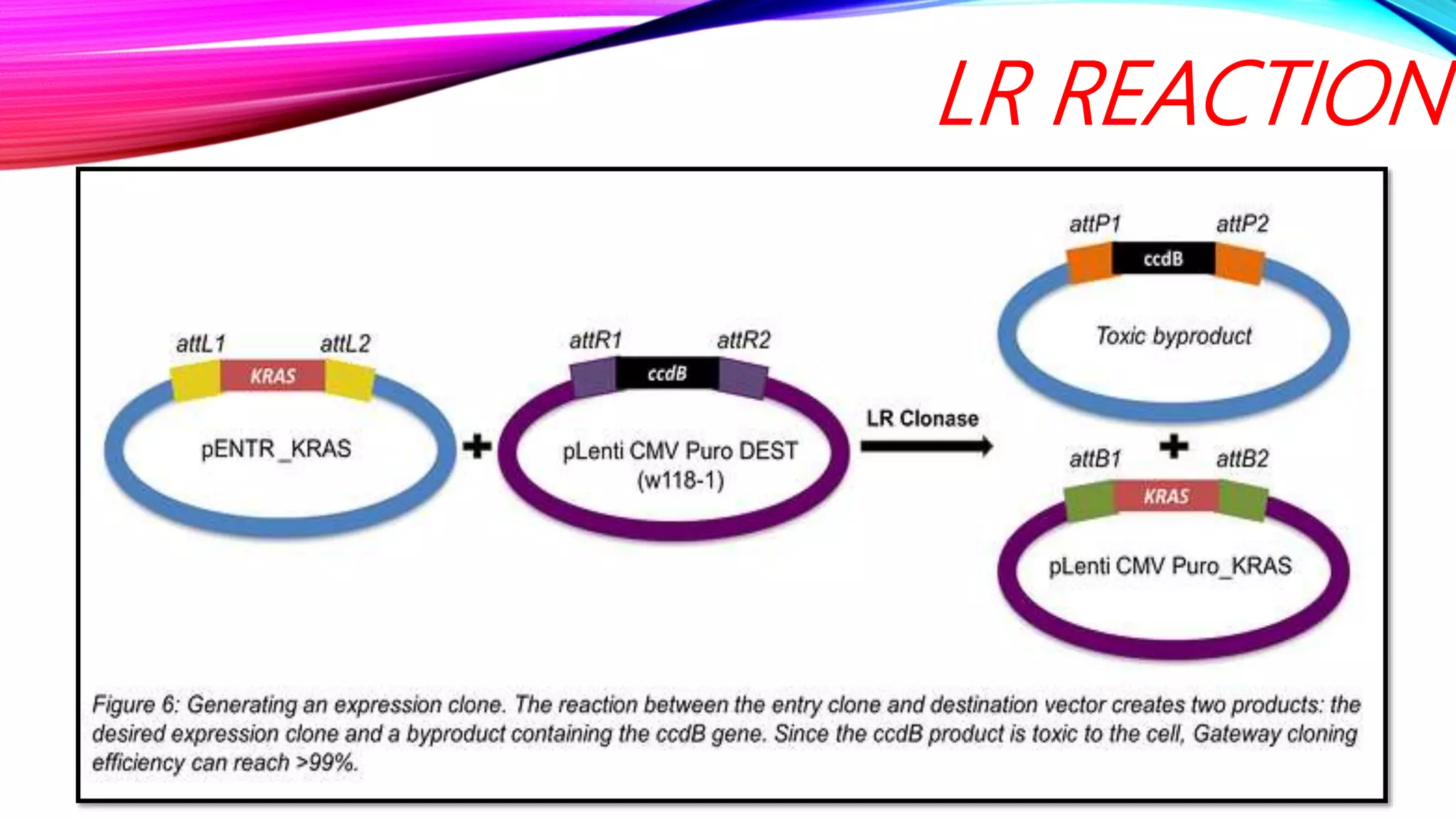 Cloning and types of cloning | PPTX